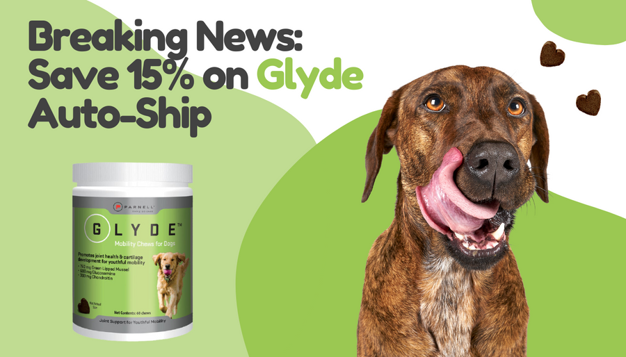 Dog Hip and Joint Supplements | Glyde Mobility Chews